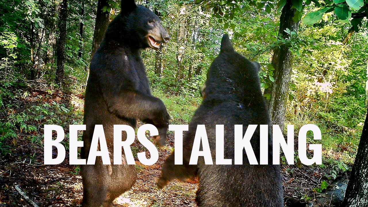 Black Bears Talking Sound On !