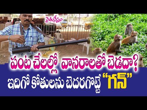 Monkey Repellent - Monkey Repellent Spray Latest Price, Manufacturers ...