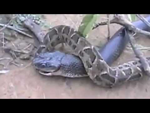 King Cobra vs Python | Zybernia
