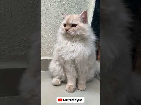 Smitten kitten π±πΎ #shorts #viral #cat