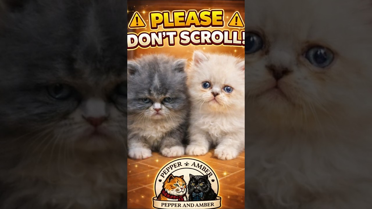 PLEASE DONT SCROLL #cat #cutecats #kitten #funnycats #pepperandamber