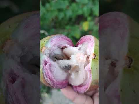 Star Apple #fruit