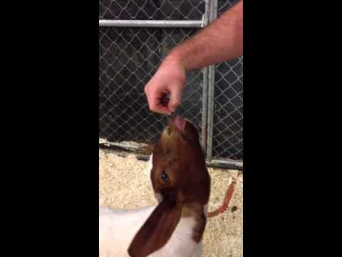 Goat blowing raspberries