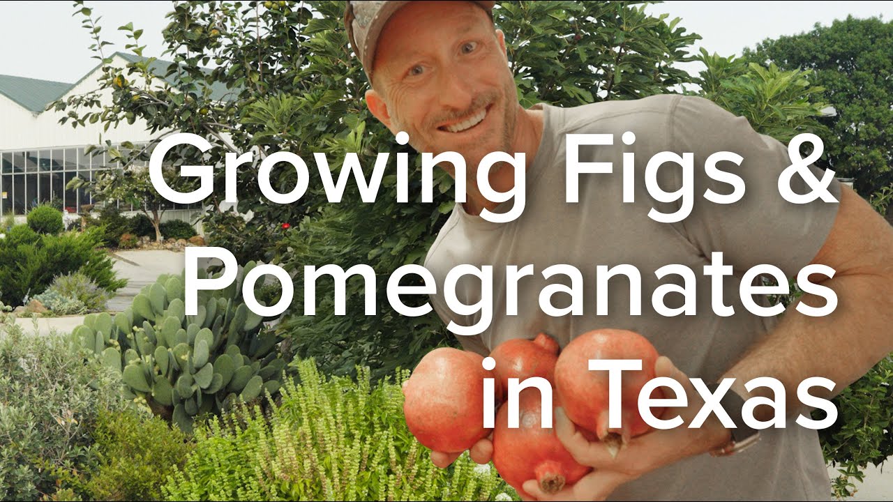 How to Grow Figs & Pomegranates in Texas | Covington’s “Let’s Grow Together”