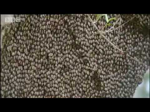 Apis laboriosa bee | melissayoungteachlearn