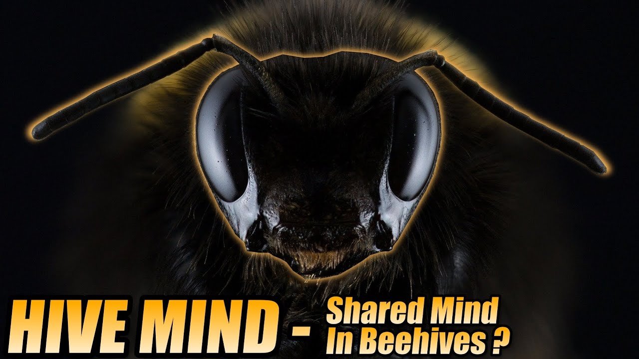 Hive Mind - A Look into The Complex World Of A Bee Hive