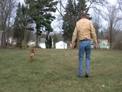 Dog video2.mp4