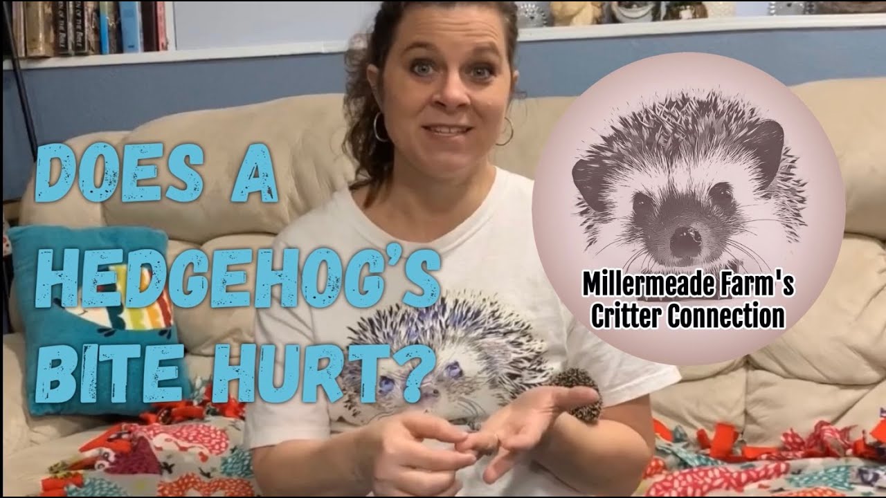 Do hedgehogs bite? | Does a hedgehog's bite hurt? (part two)