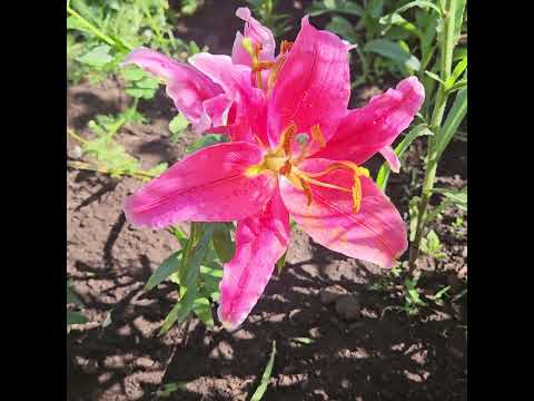 The most beautiful pink lilies are blooming in our garden.❤️ #beautiful #flowers #lilies