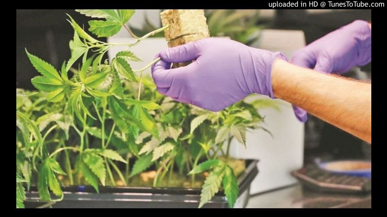 Daniel Landgren Comunidad Cannábica de Córdoba