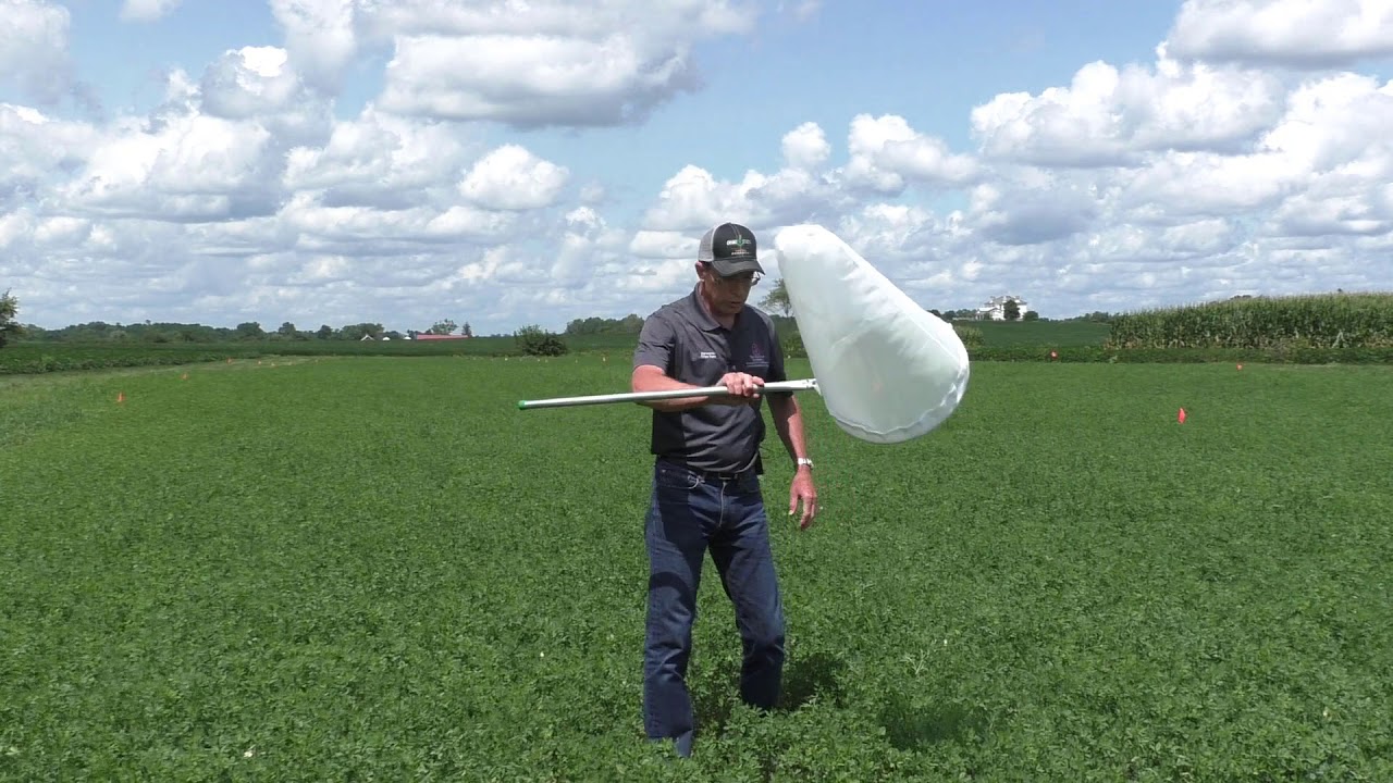 Scouting for Potato Leafhopper in Alfalfa