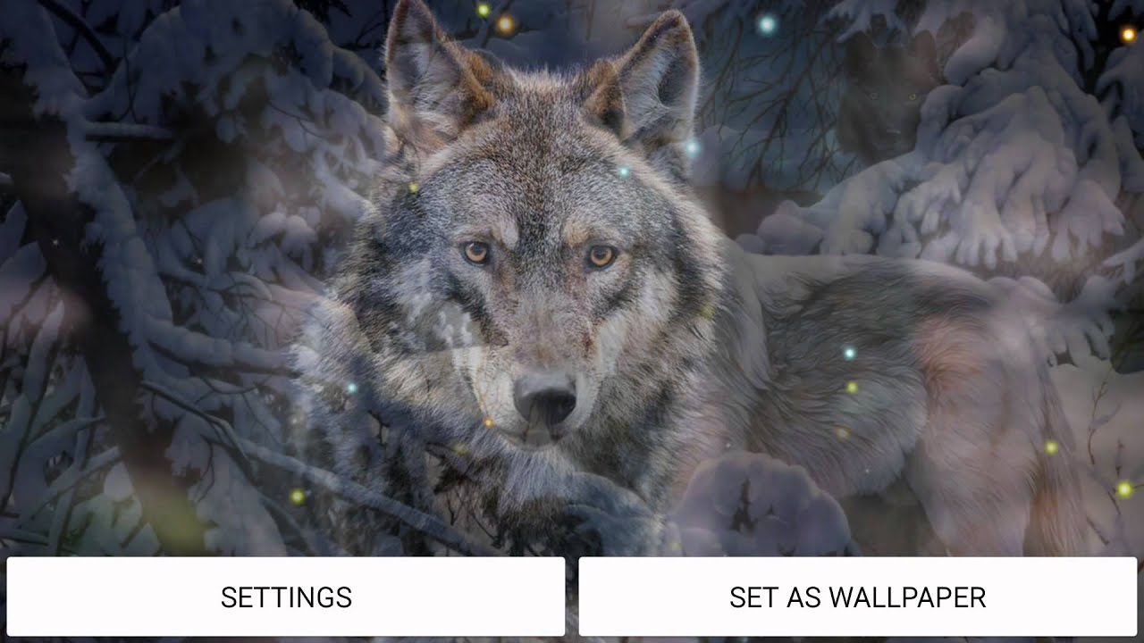 Wild Wolf HD live wallpaper