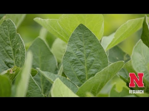 Exploring Nitrogen Fixation