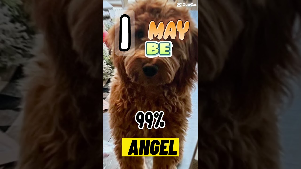 Golden Doodle Shenanigans - More Like 99% Trouble!