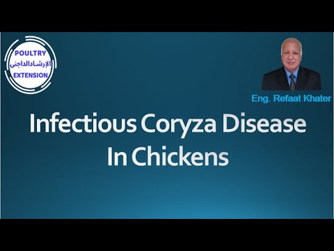 Infectious Coryza Disease in Chickens