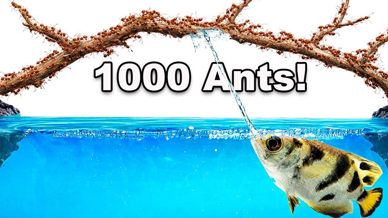 1,000 Ants Vs. Archer Fish!