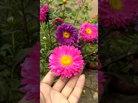 Aster Flowers , Asters