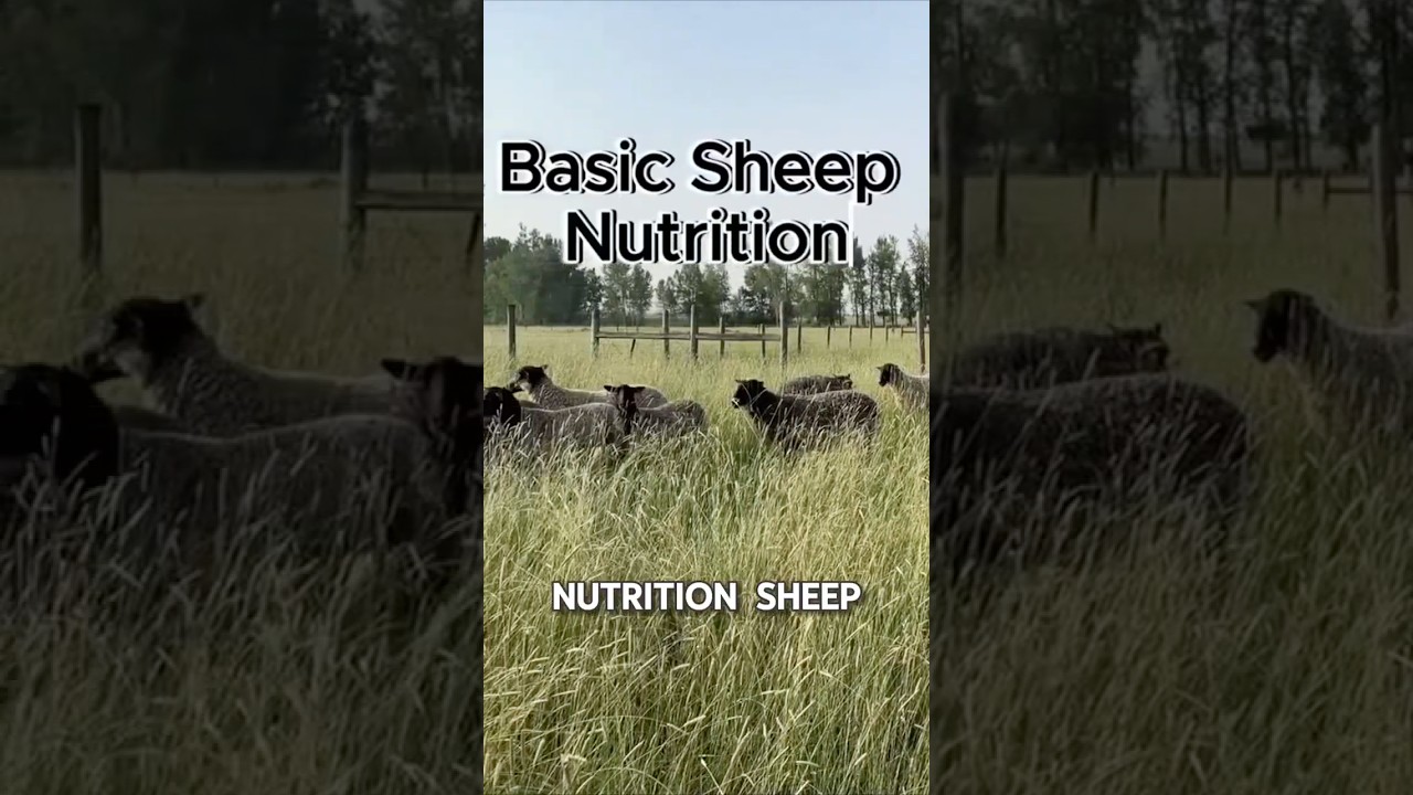 Basic Sheep Nutrition Explained