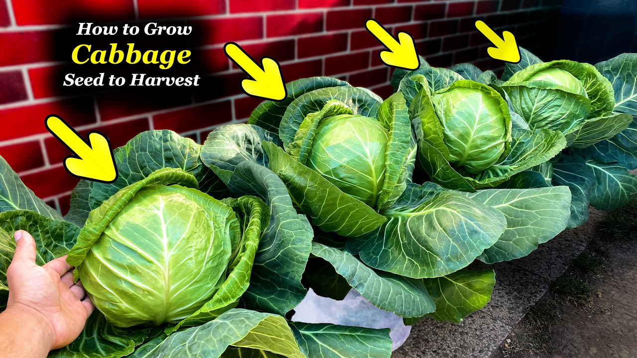 Growing Perfect Cabbage 🥬 in Containers | From Seed to Harvest Guide