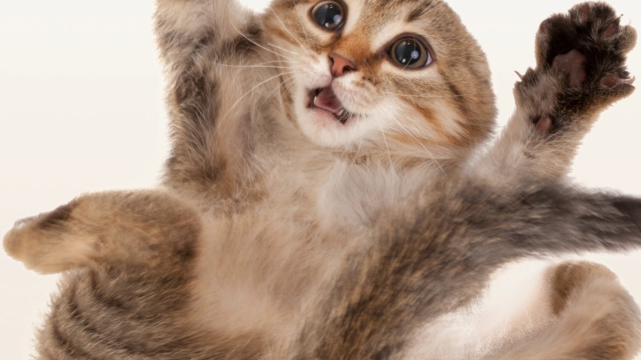 BEST Wordpress Web Hosting Gold Coast - Mebsites.com