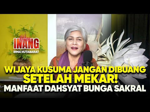Wijaya Kusuma Jangan Dibuang Setelah Mekar ! MANFAAT DAHSYAT Bunga Sakral