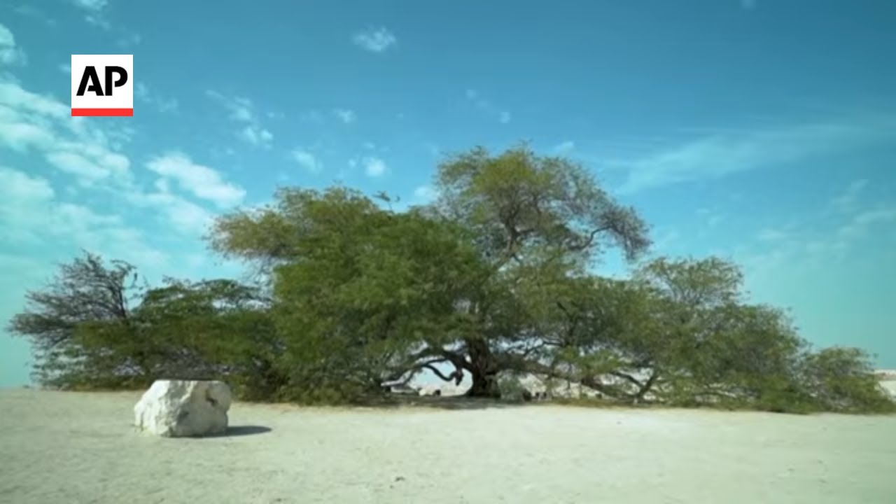 'Tree of Life' in Bahrain attracts thousands yearly