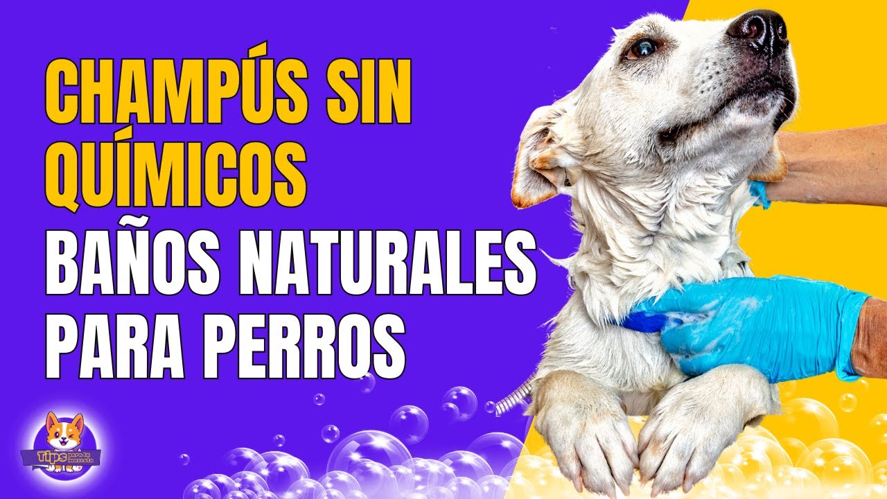 5 recetas de champú casero para perros con sólo 3 ingredientes | Mascotas