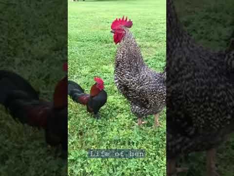 small rooster vs big rooster | life of hen