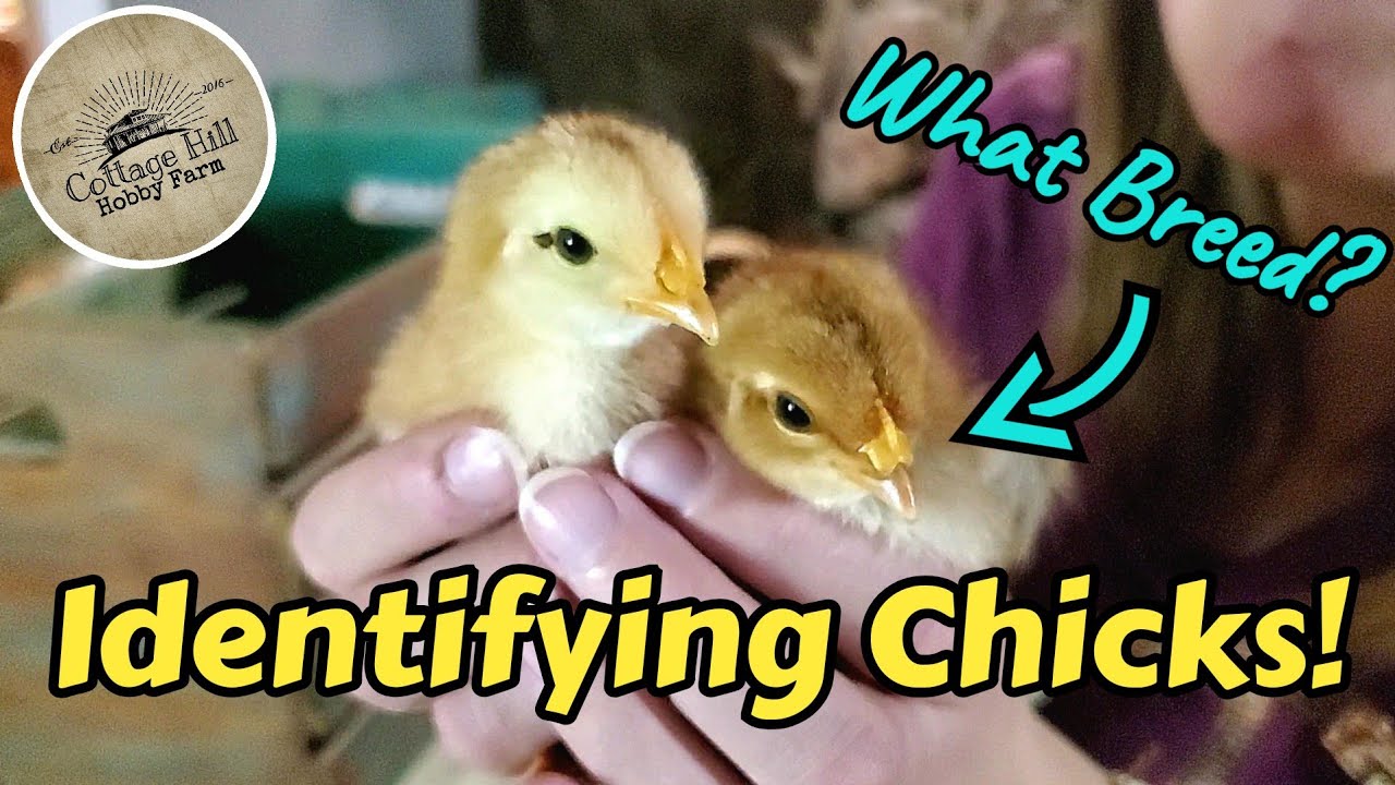 How we tell our chick breeds apart!
