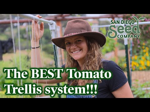 Don't bother growing tomatoes any other way! This trellis system is the BEST and CHEAP.