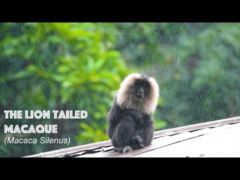 The Majestic Lion Tailed Macaque