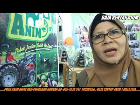 BAJA SENTAP ANIM