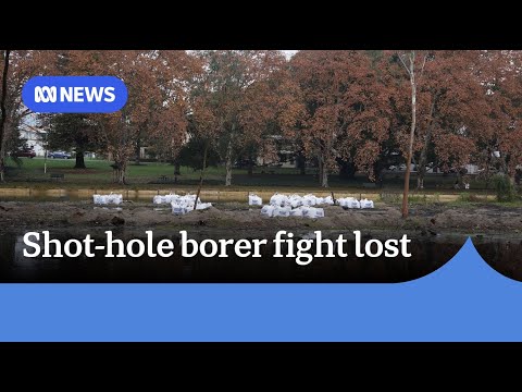 WA abandons pest elimination fight, trees now at risk across Australia | ABC News