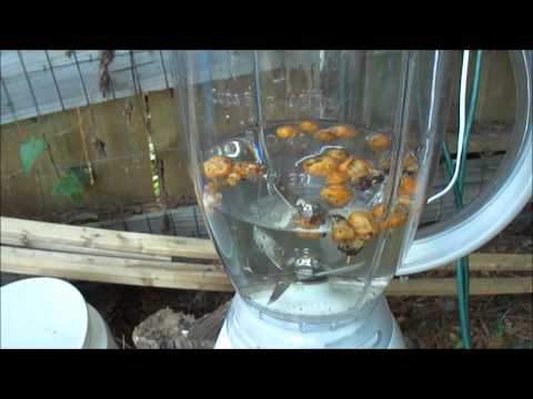 Experimenting with inoculating conifers with ectomycorrhizae (ectomycorrhizal fungi)