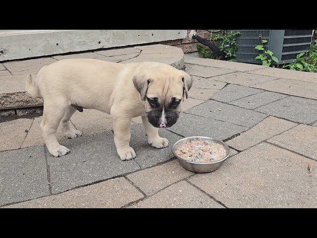Adorable Royal Mastiff Puppies - Need Gone Urgent! | Dogs & Puppies for ...