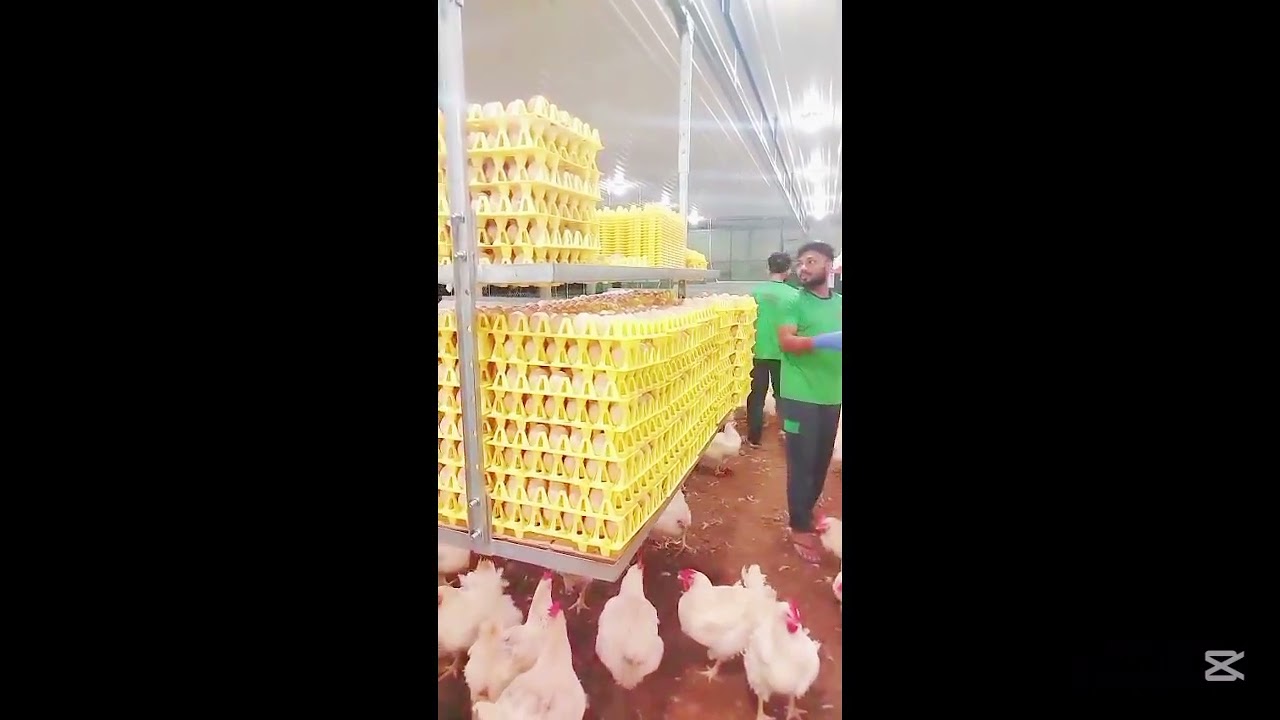 Egg collection of Broiler Breeder Farm