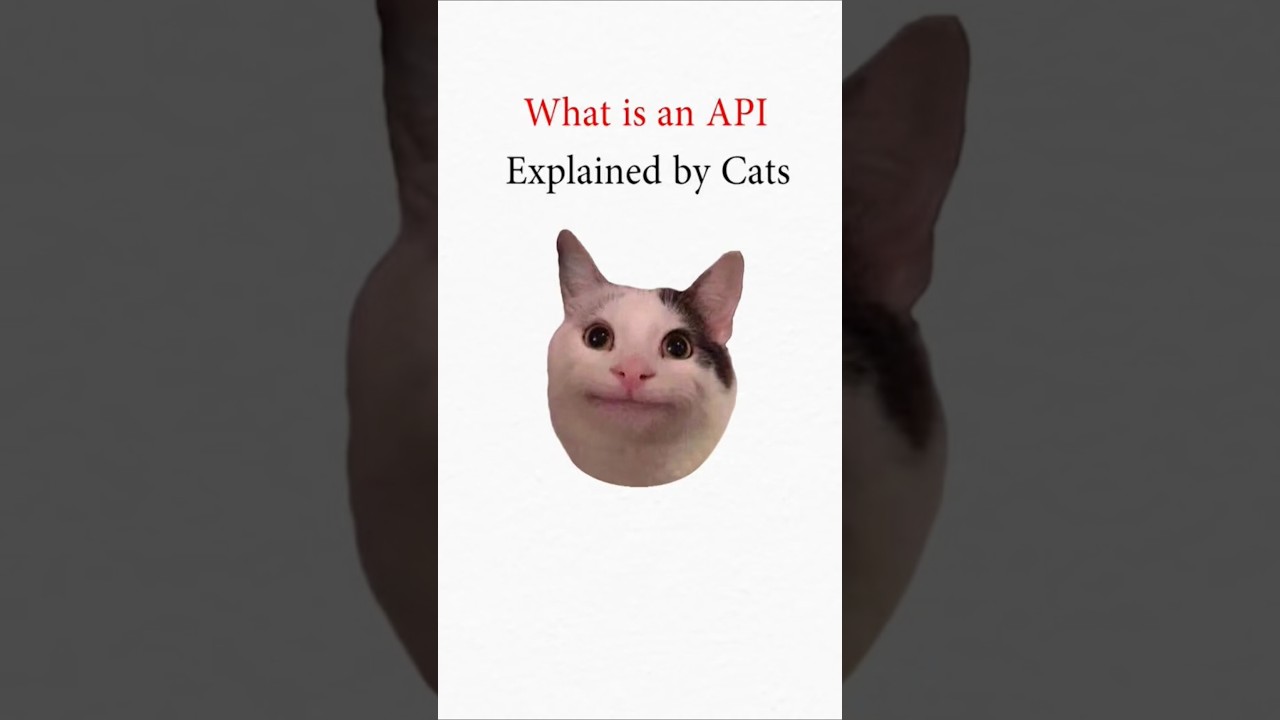 API explained by cats! #coding #programming #development #cat #animation #learning