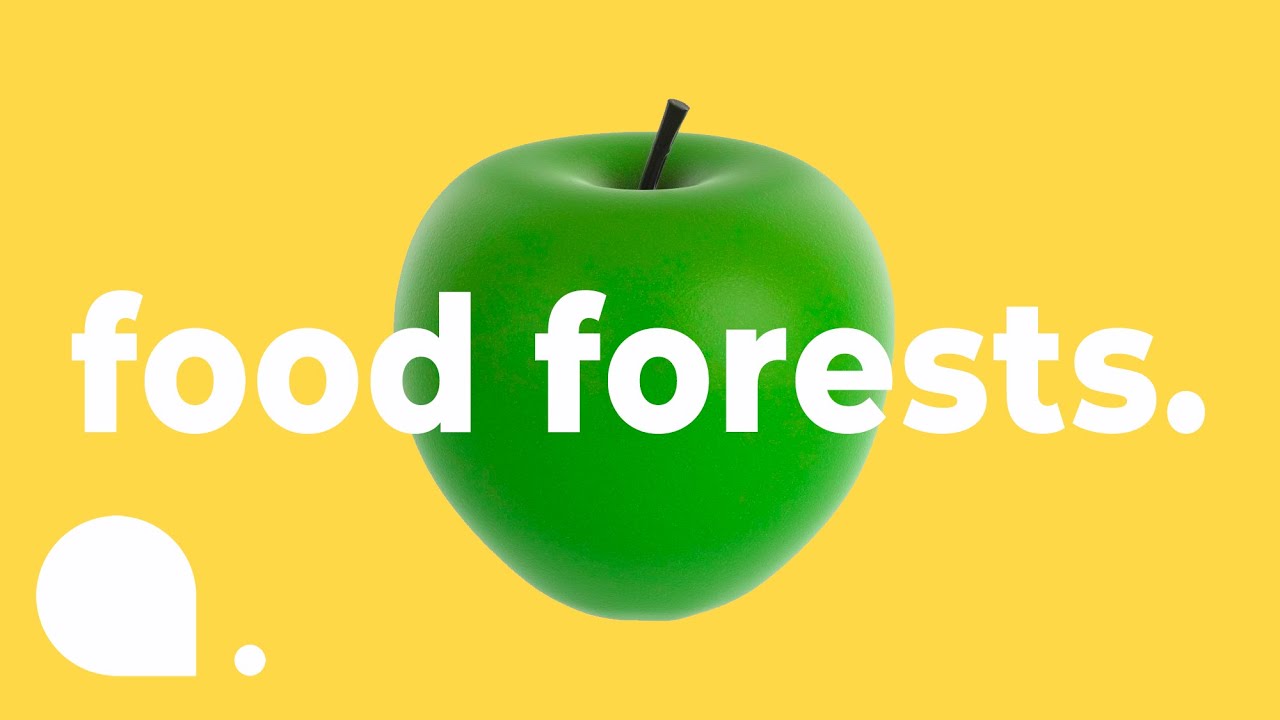How Orchards Transform Into Food Forests