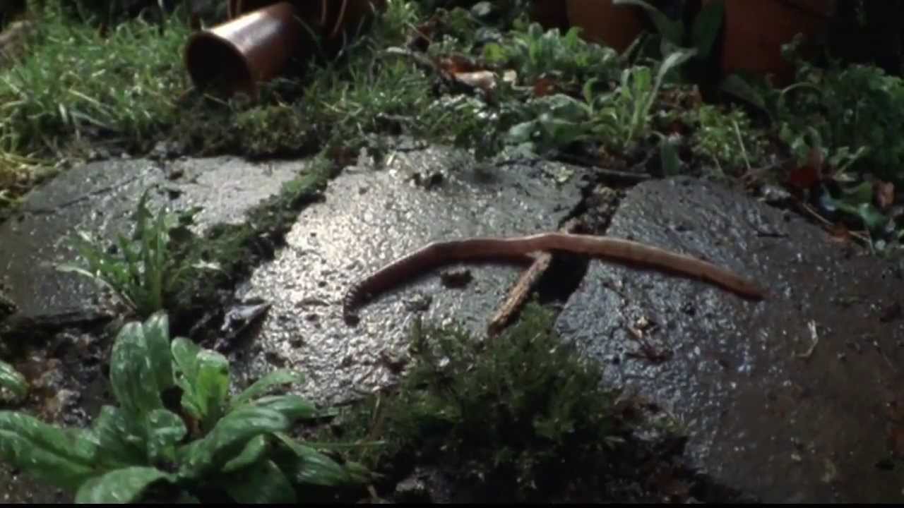 Annelids: Powerful and Capable Worms
