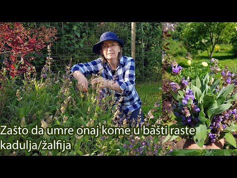 Why should anyone die who has sage in their garden / medicinal plant / Salvia officinalis?