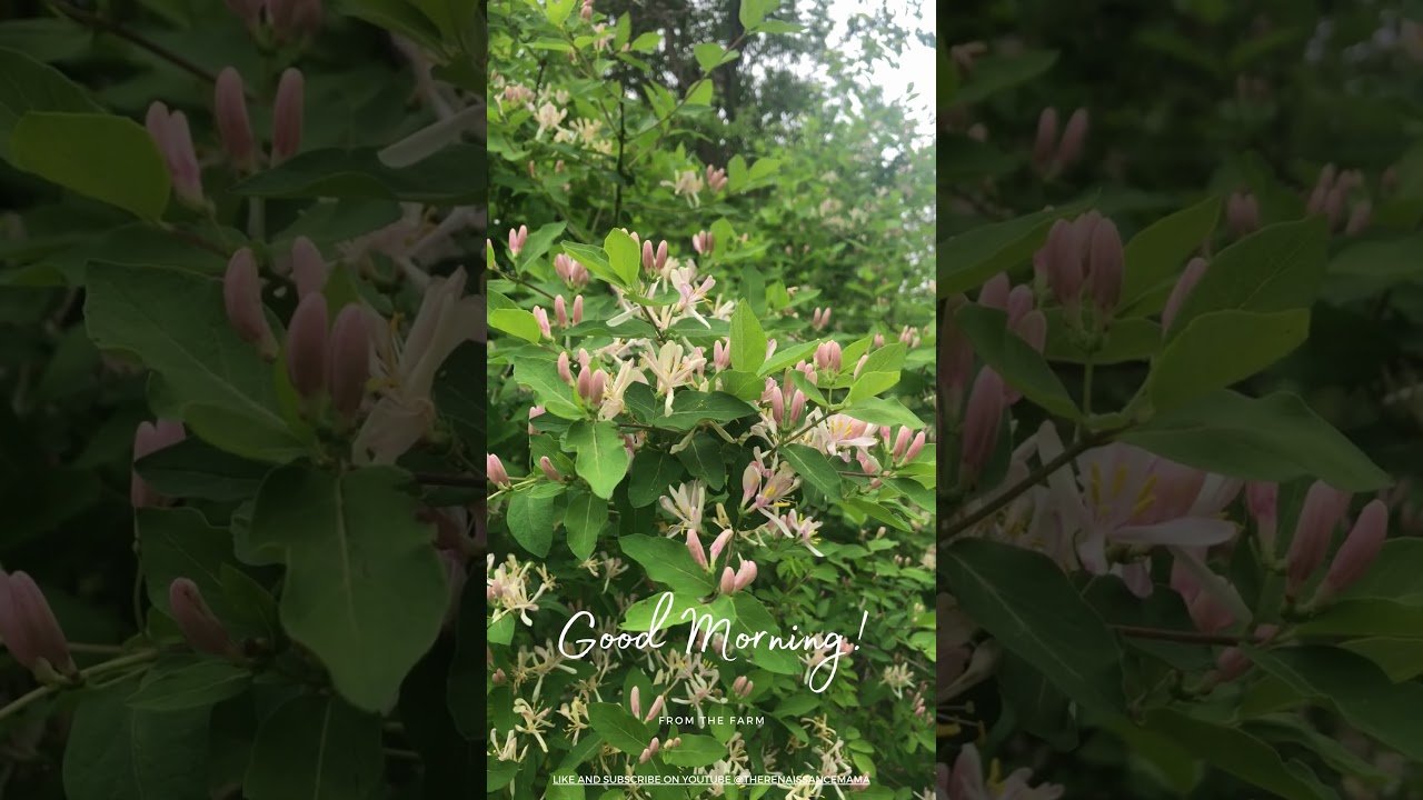 Pink Honeysuckle