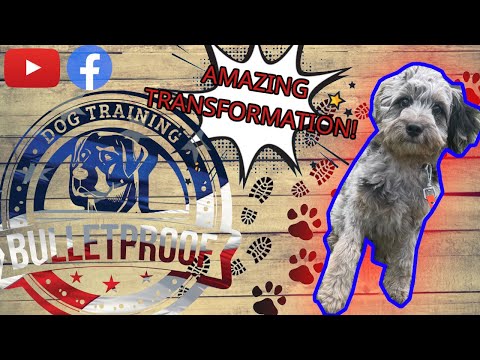 Amazing Transformation | "Umea" | Australian Shepard Doodle Mix | #bulletproofdogtraining