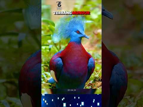 Kenapa Cuma Burung Ini yang Bisa Terbang Mundur? #faktahewan # #faktamenarik #faktaunik #burung