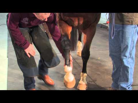 Farrier's Initial Evaluation of the Horse