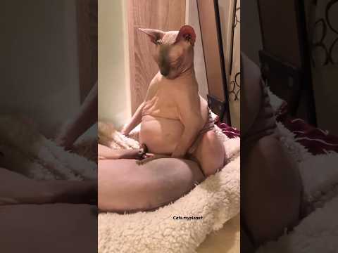 Fat bald goofy ahh cat #memes #shorts #fat #cat #catmemes #goofyahh