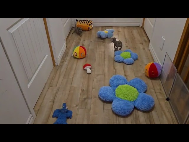 Chihuahua ️Mâle Bleu mini ️Protection100%.GarantieTop Qualité★★ | Dogs ...