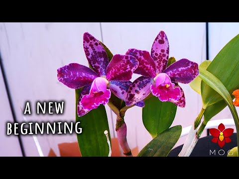 After 12 years of growing Orchids I had to make this decision..