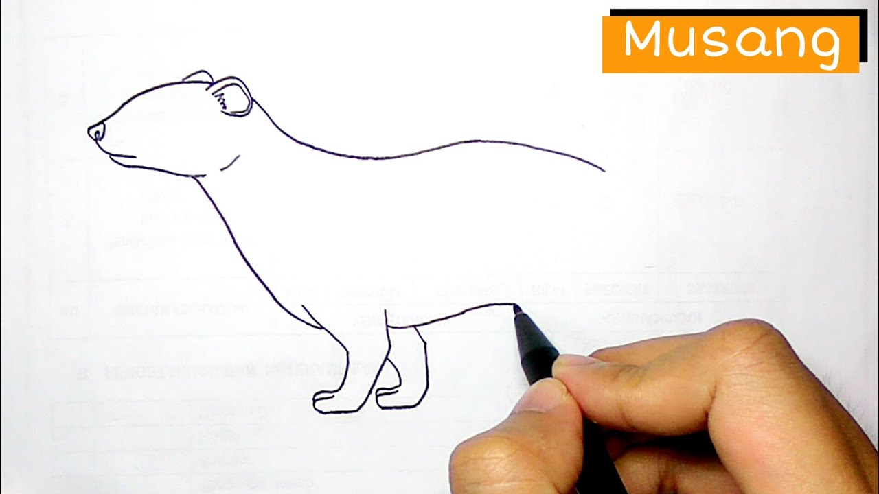 CARA MENGGAMBAR HEWAN YANG MUDAH | MUSANG