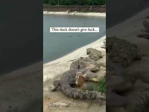 this duck doesn't give a fu k #shorts