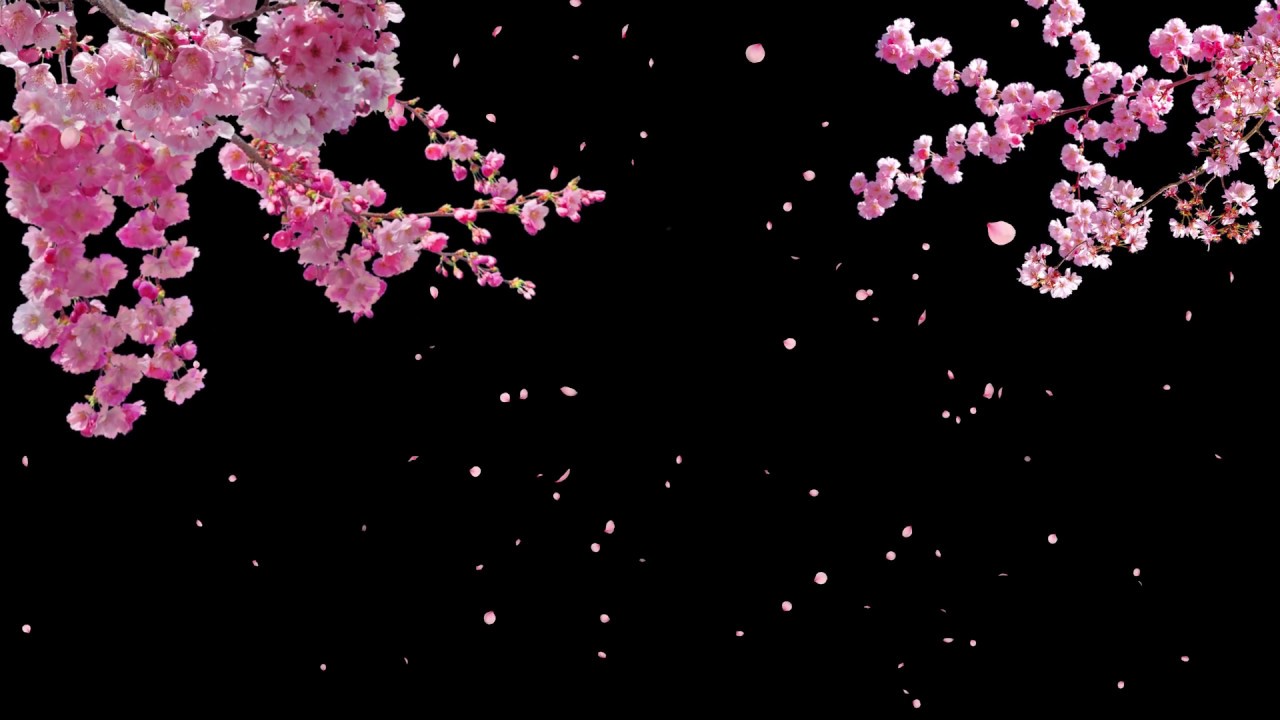 Cherry Blossom Tree with Falling Petals on Transparent Background - Stock Video